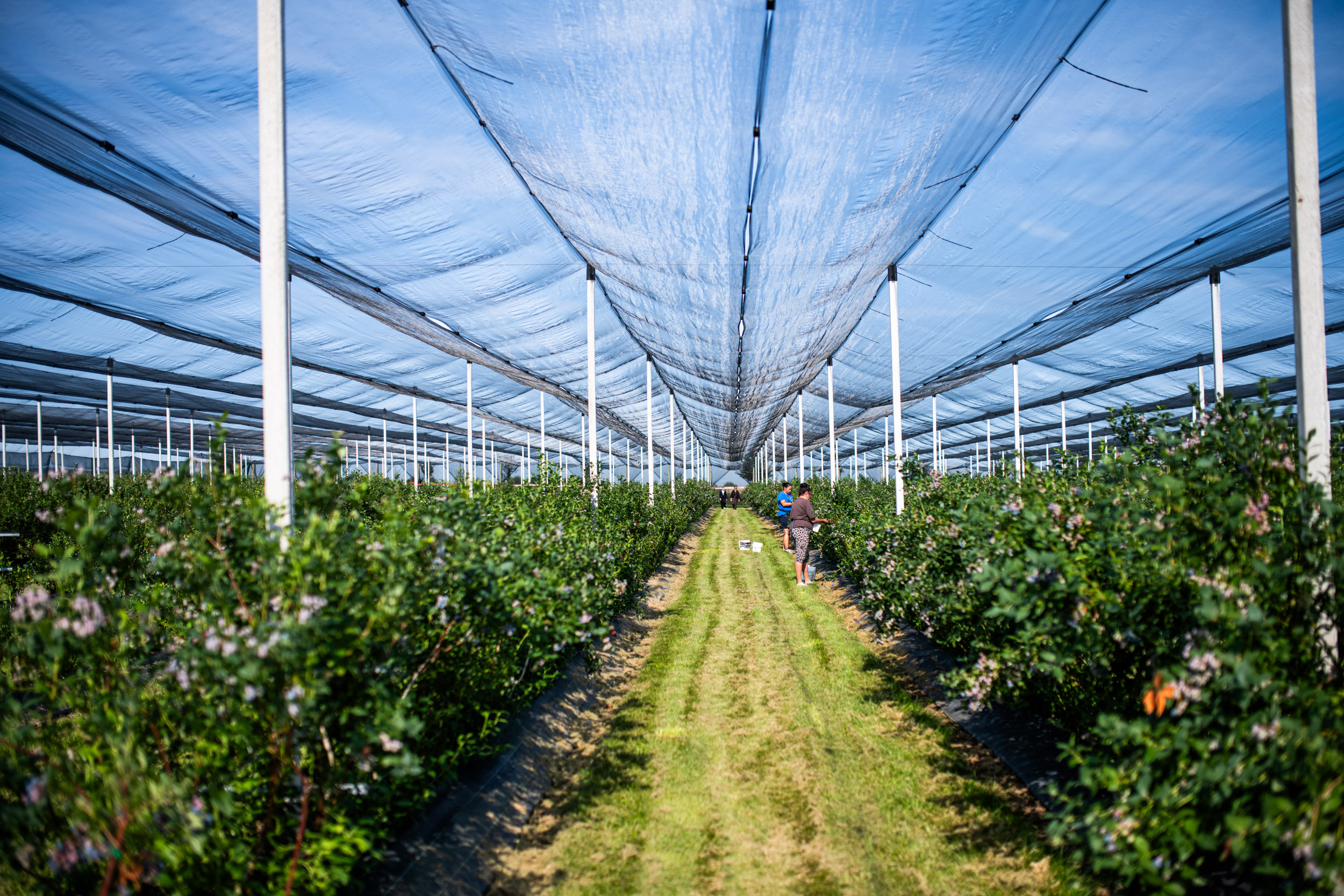 Blueberries from Postoupky - Město Kromeříž